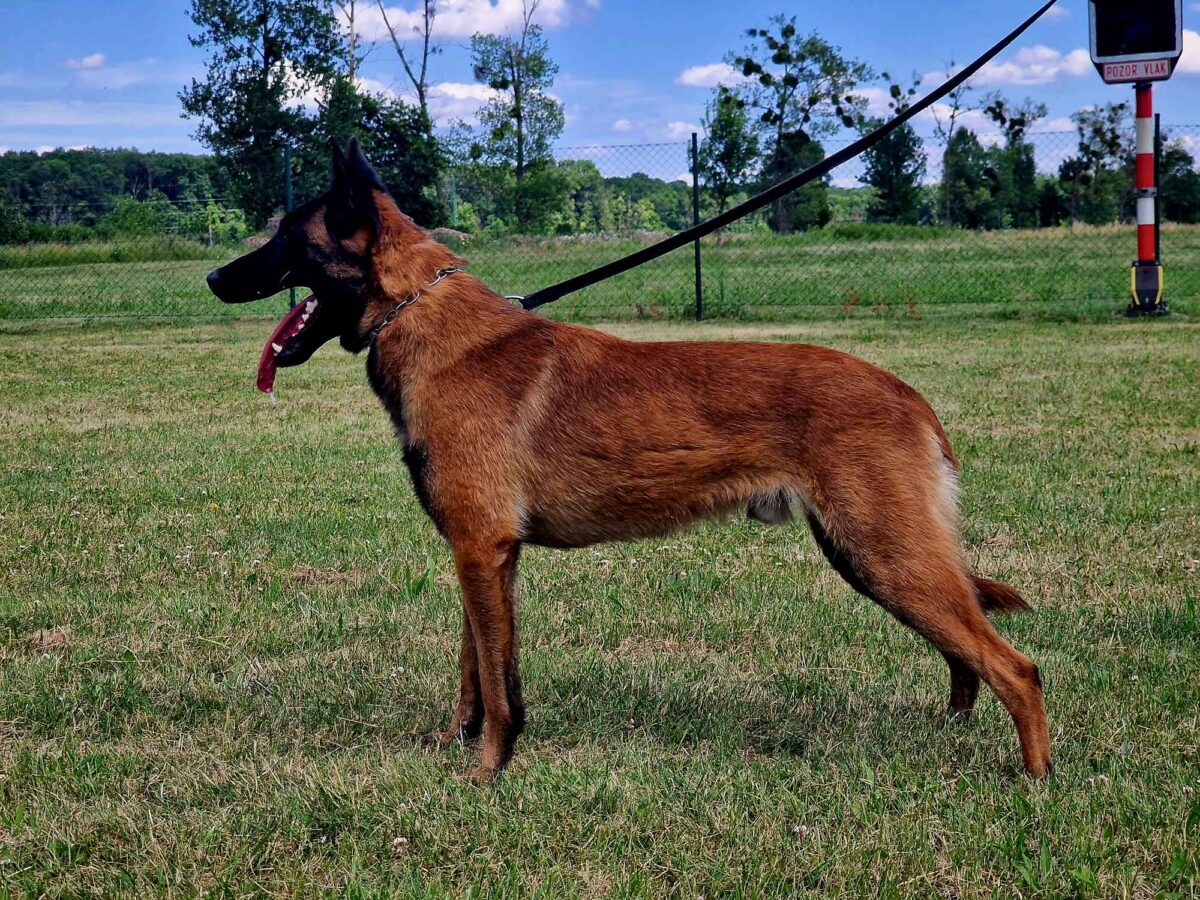 Bren - Belgian Malinois - Family Protection Dog