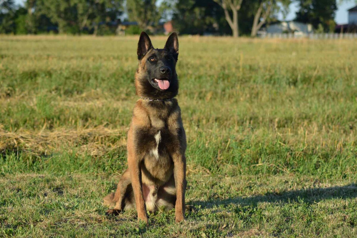Bren - Belgian Malinois - Family Protection Dog