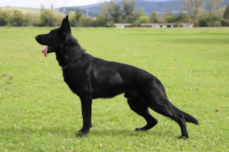 Family Protection Dogs for Sale | Family Protection Dogs